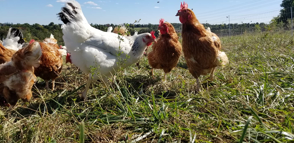 Pastured Chickens – Winterhill Farm and Garden