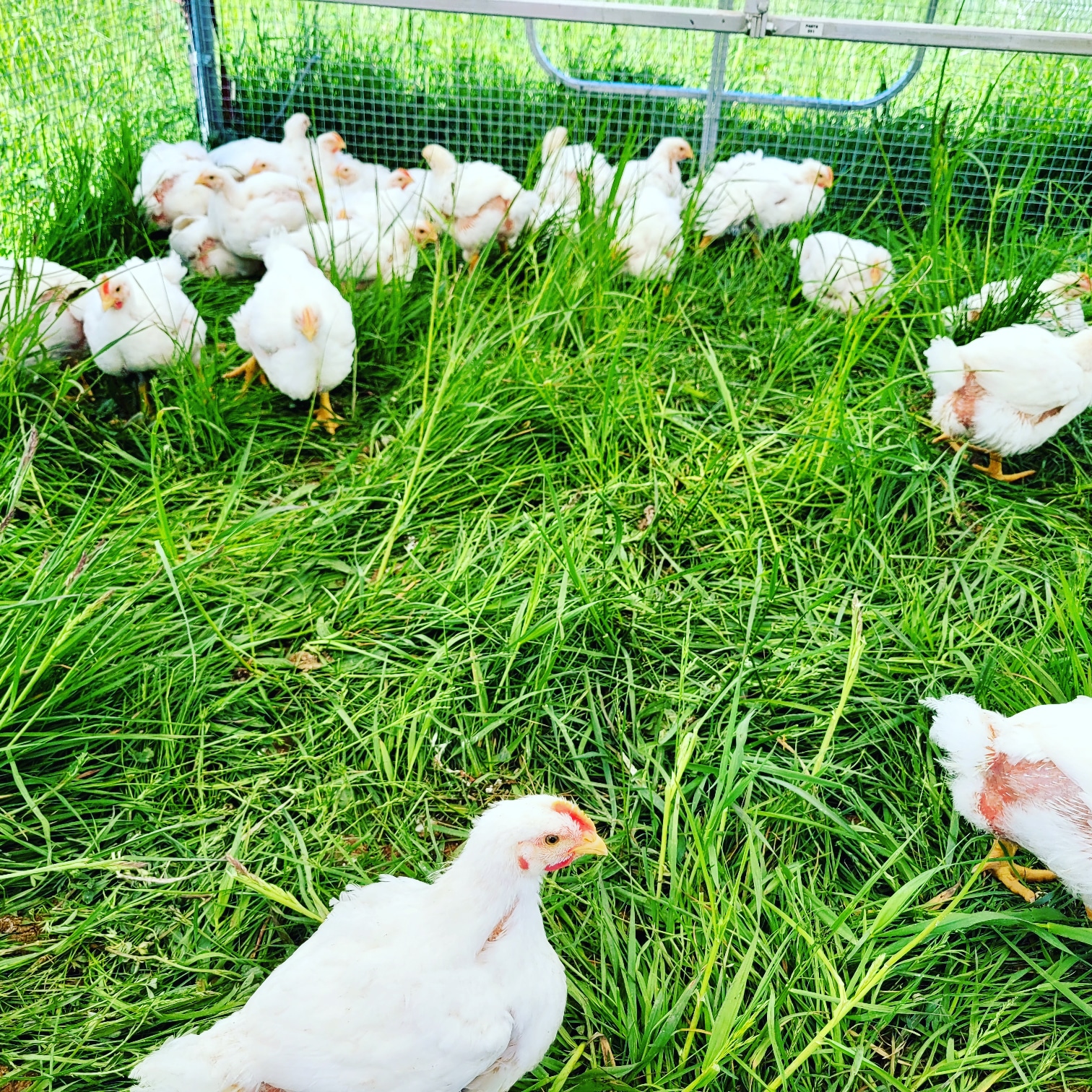 Pastured Chickens – Winterhill Farm and Garden