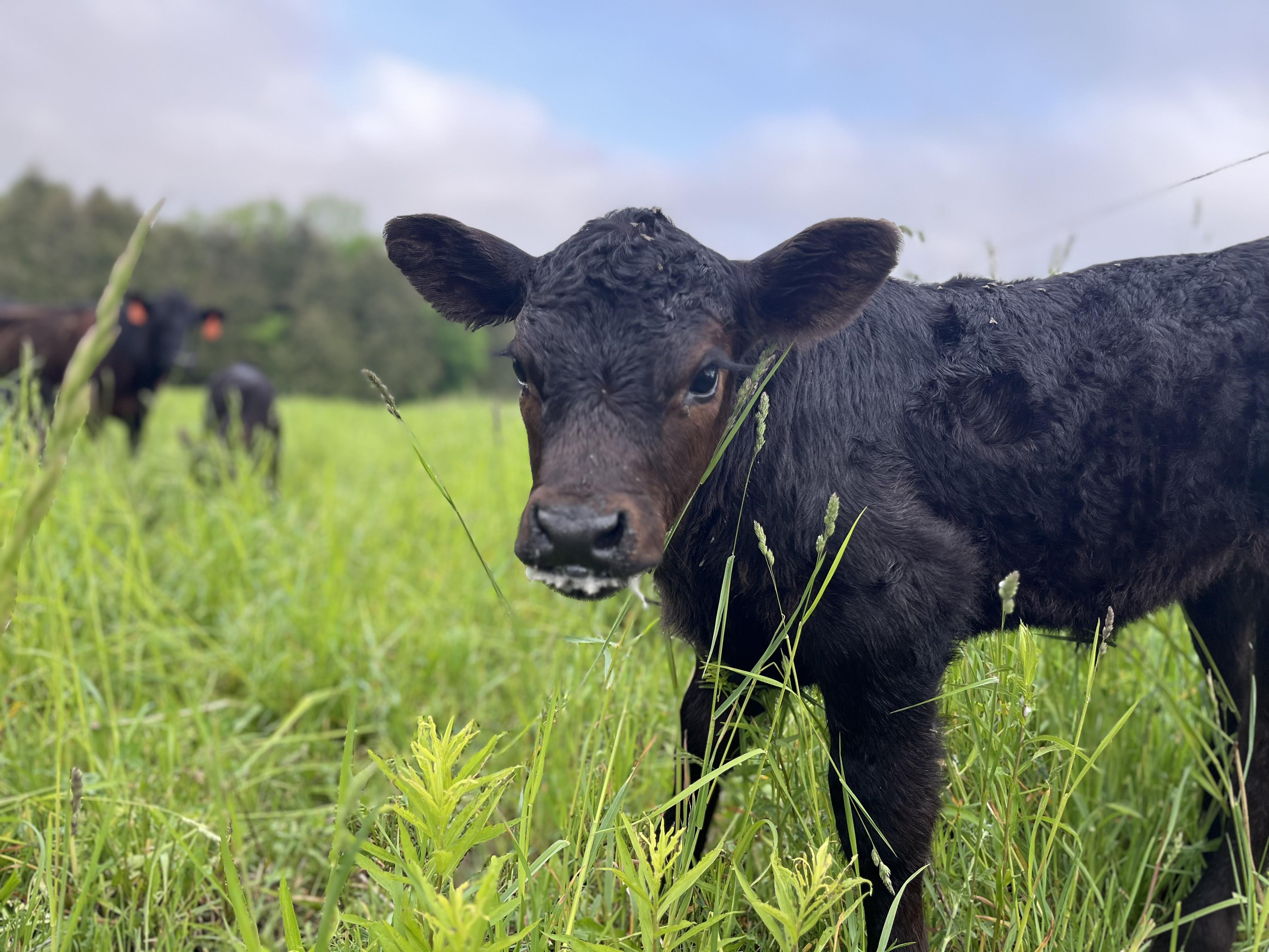 100% Grass-Fed Black Angus Beef – Winterhill Farm and Garden