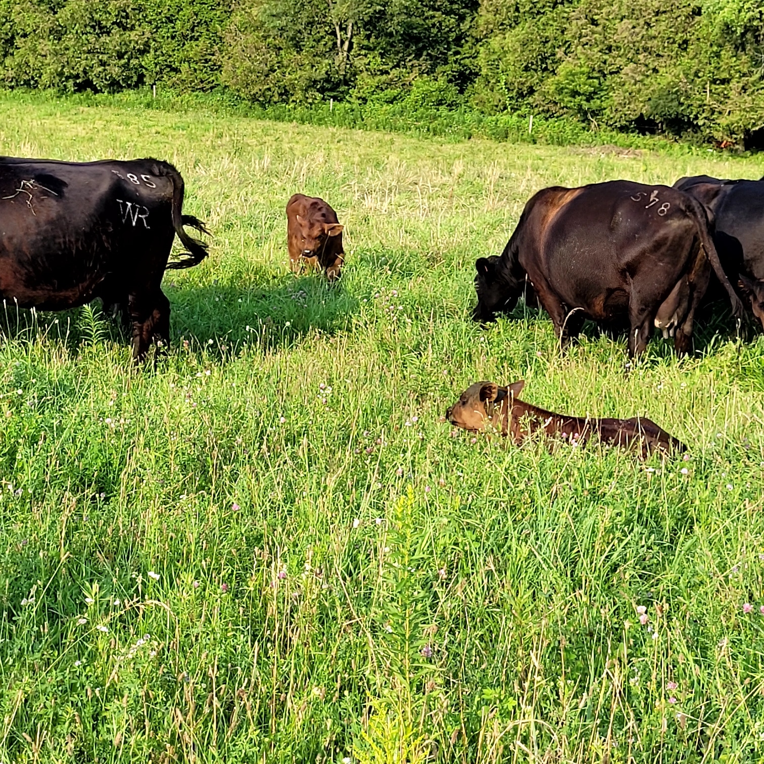 100% Grass-Fed Black Angus Beef – Winterhill Farm and Garden